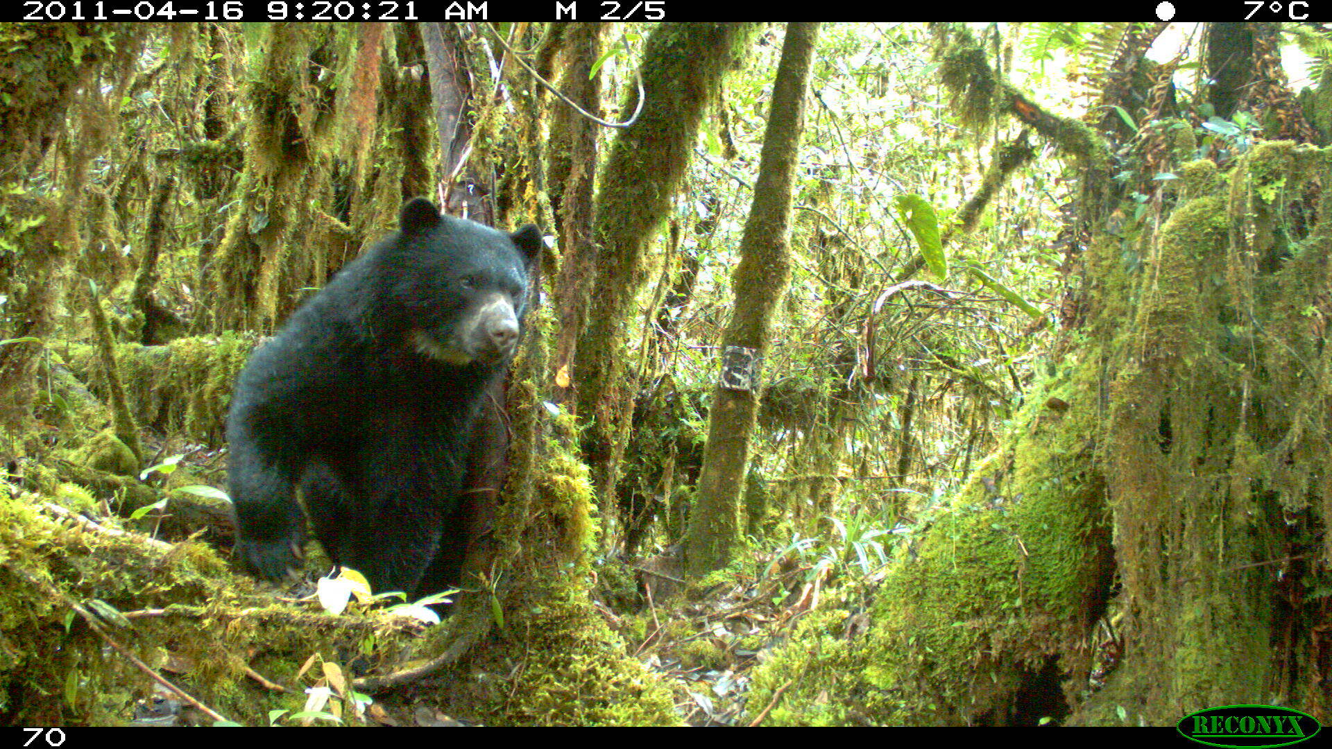 Oso andino: ¿qué tan bien conservada está la especie?