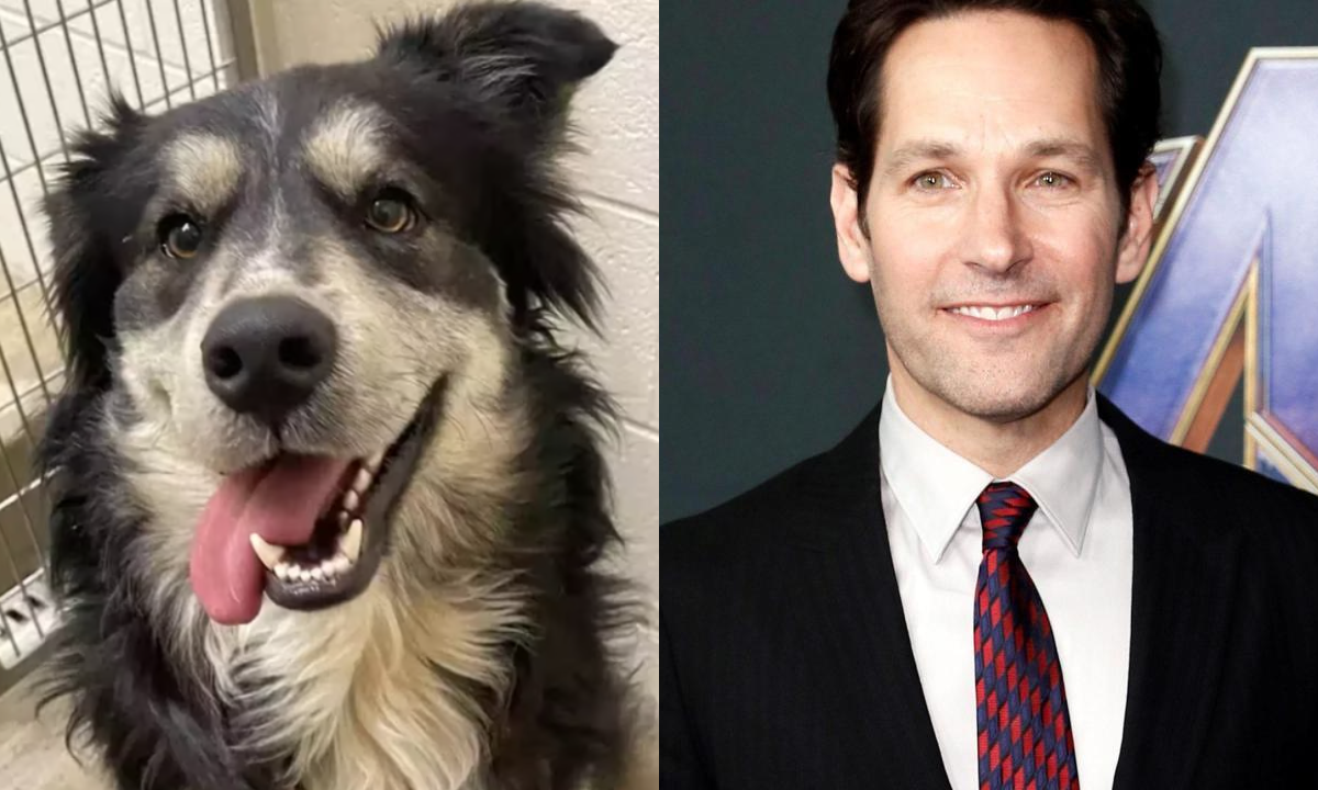 Perro y Paul Rudd: canino se hace famoso por su parecido