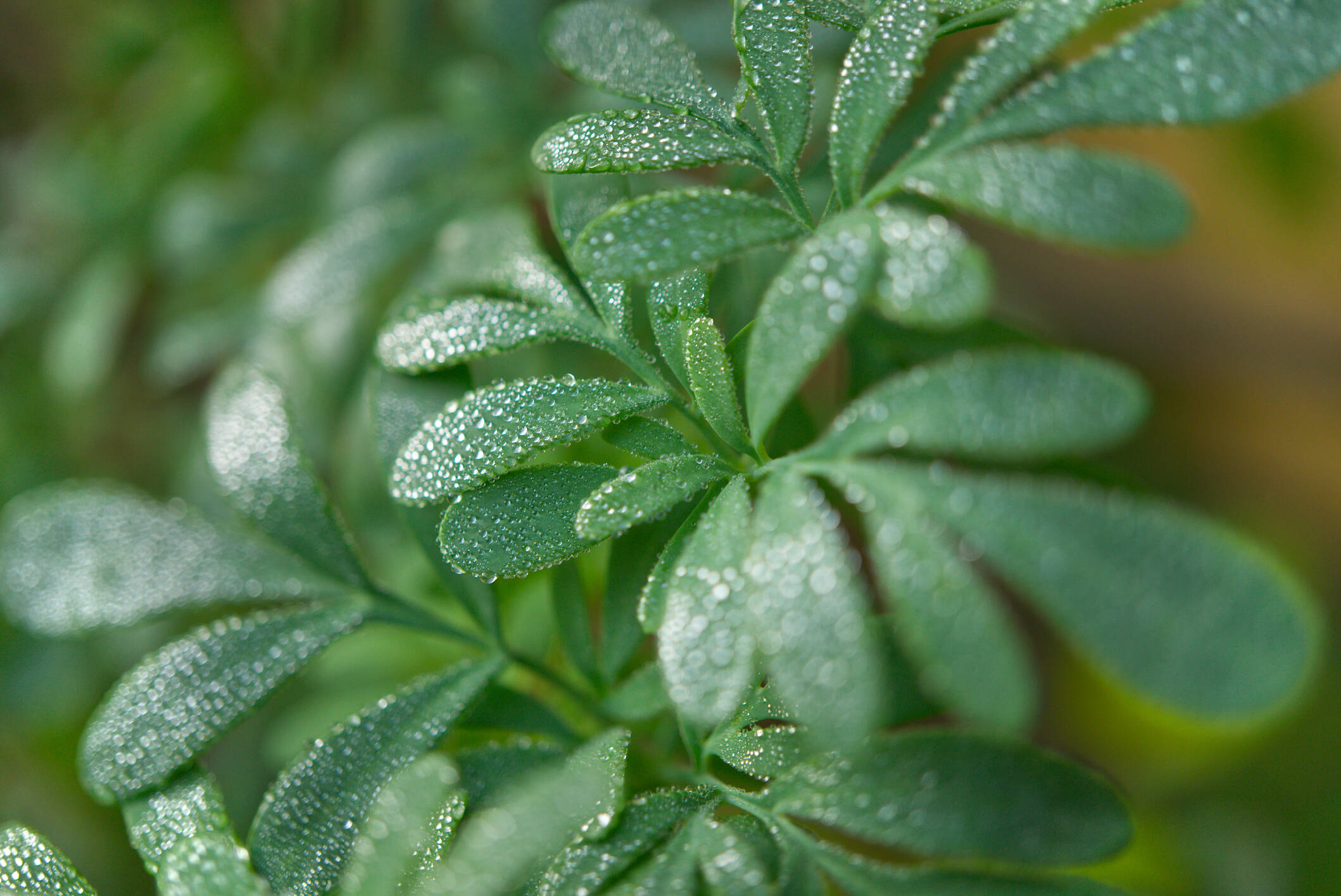 ¿Para qué sirve el té de ruda y cómo lo puedo preparar en mi casa?