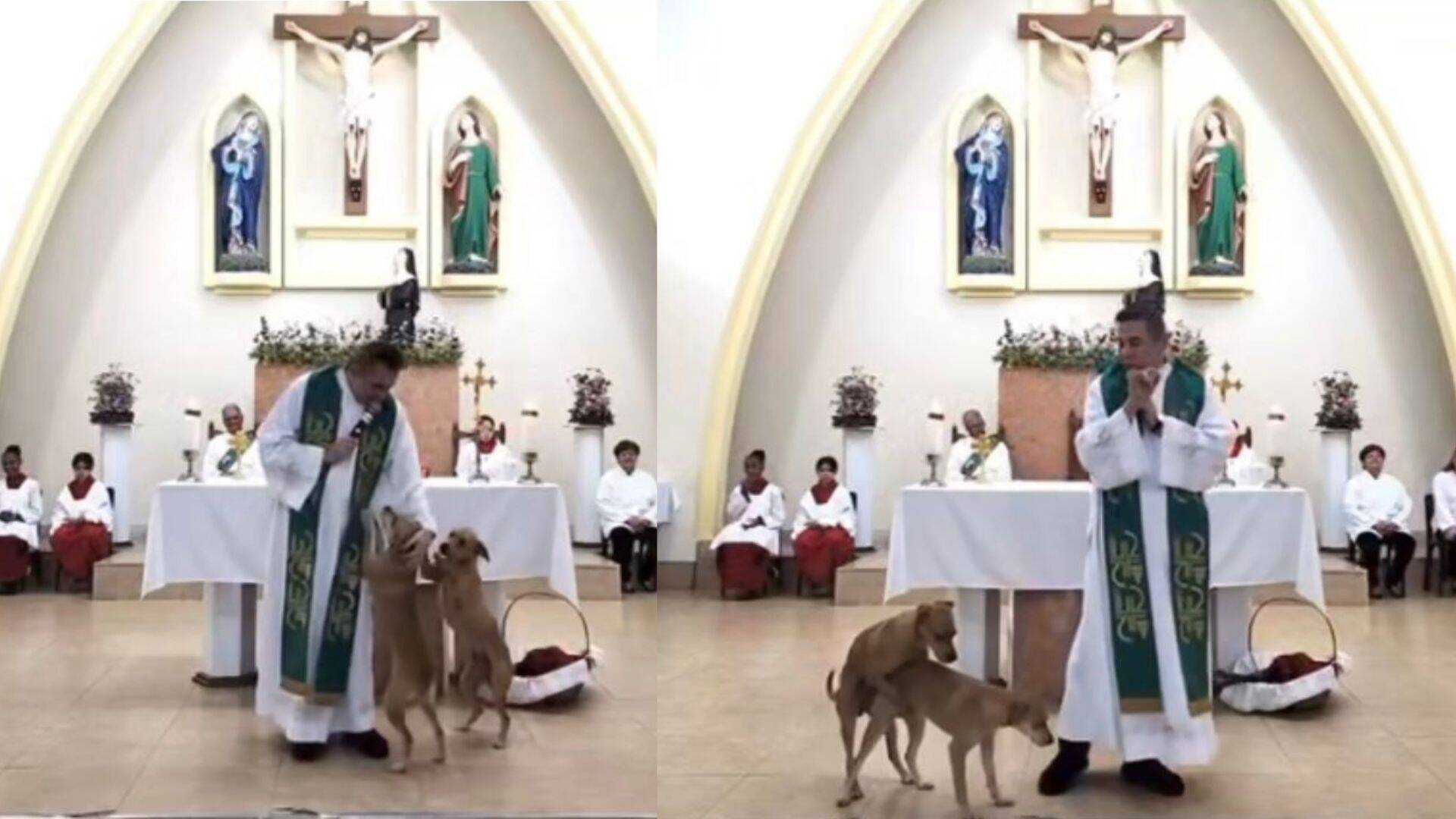 La reacción de cura al ver perritos apareándose en altar
