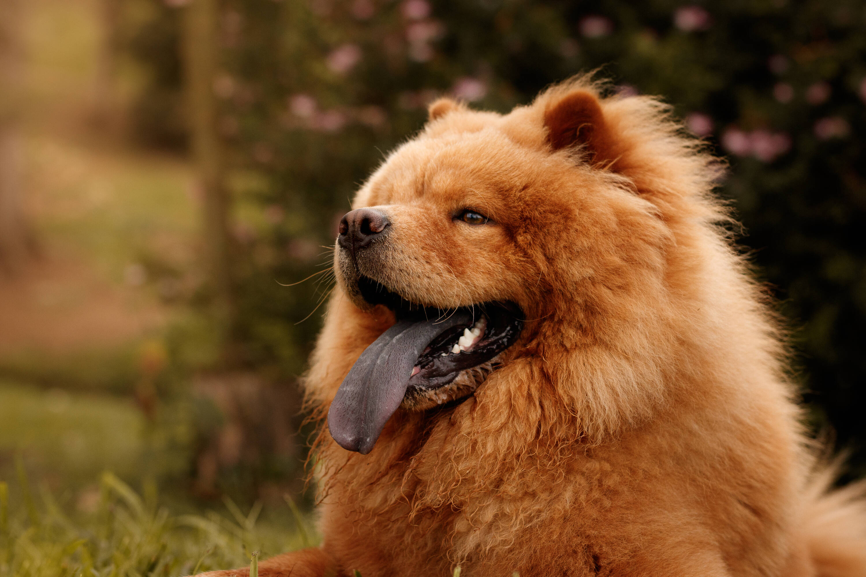Conoce usted la historia y las características del perro Chow chow