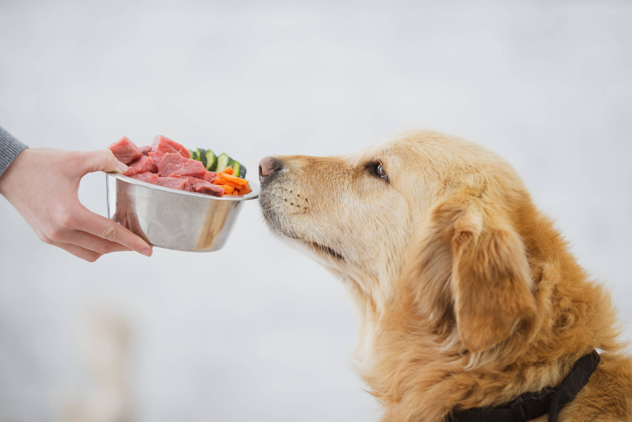 Cuál es el horario ideal para darle de comer a un perro