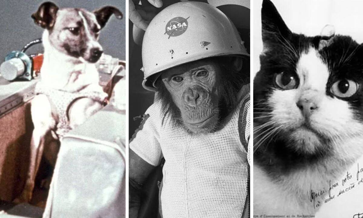 Estos son los animales que han viajado al espacio en la historia