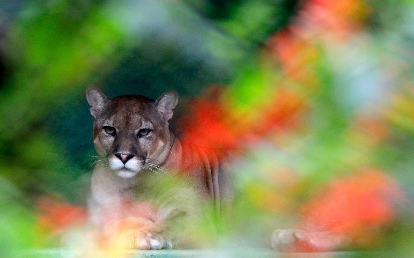 Antioquia: pareja de pumas en captada paseando por zona rural de Sabaneta