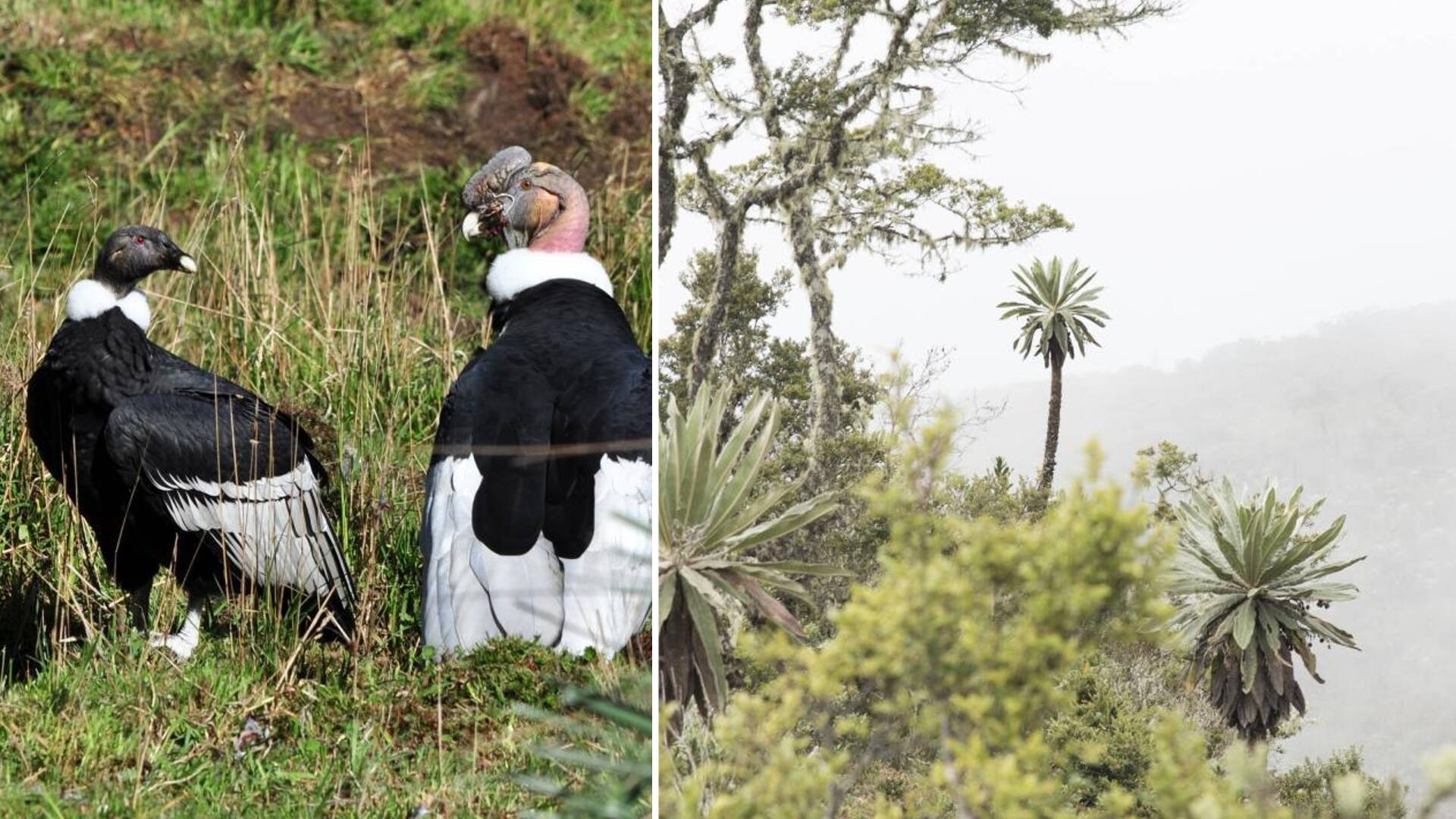 Chingaza: avistamiento de fauna silvestre y aves en su hábitat natural