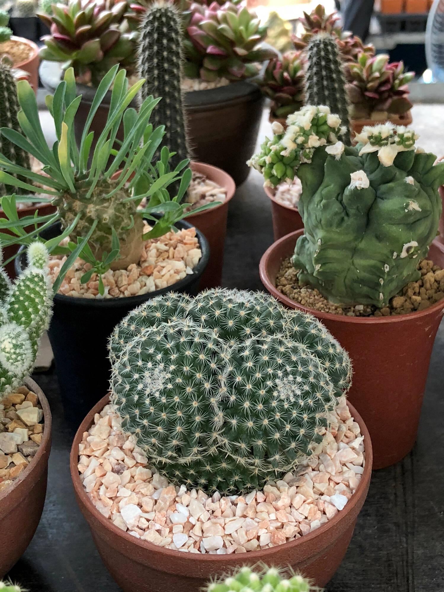 Cactus: ¿Qué animales atraen los cactus?