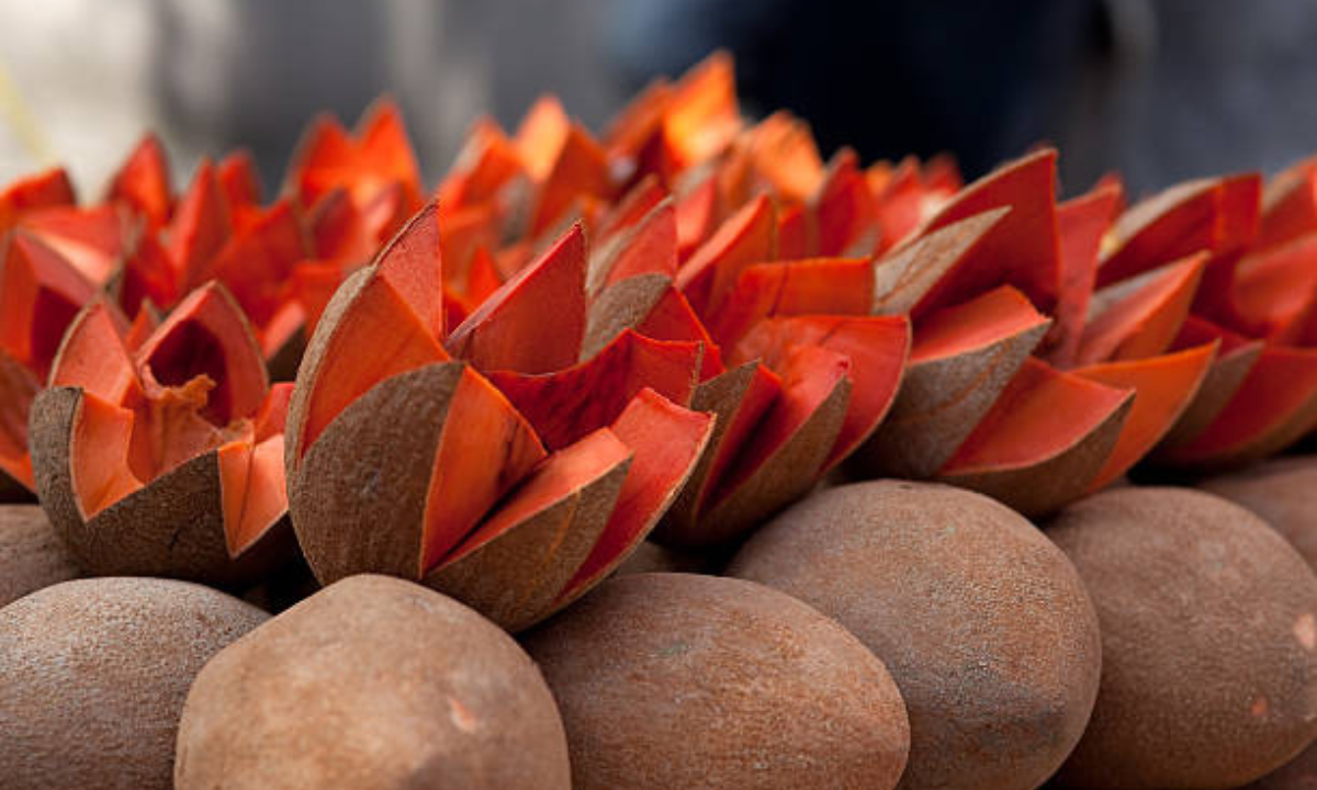 Zapote: ¿cuántas clases de zapote hay en Colombia?