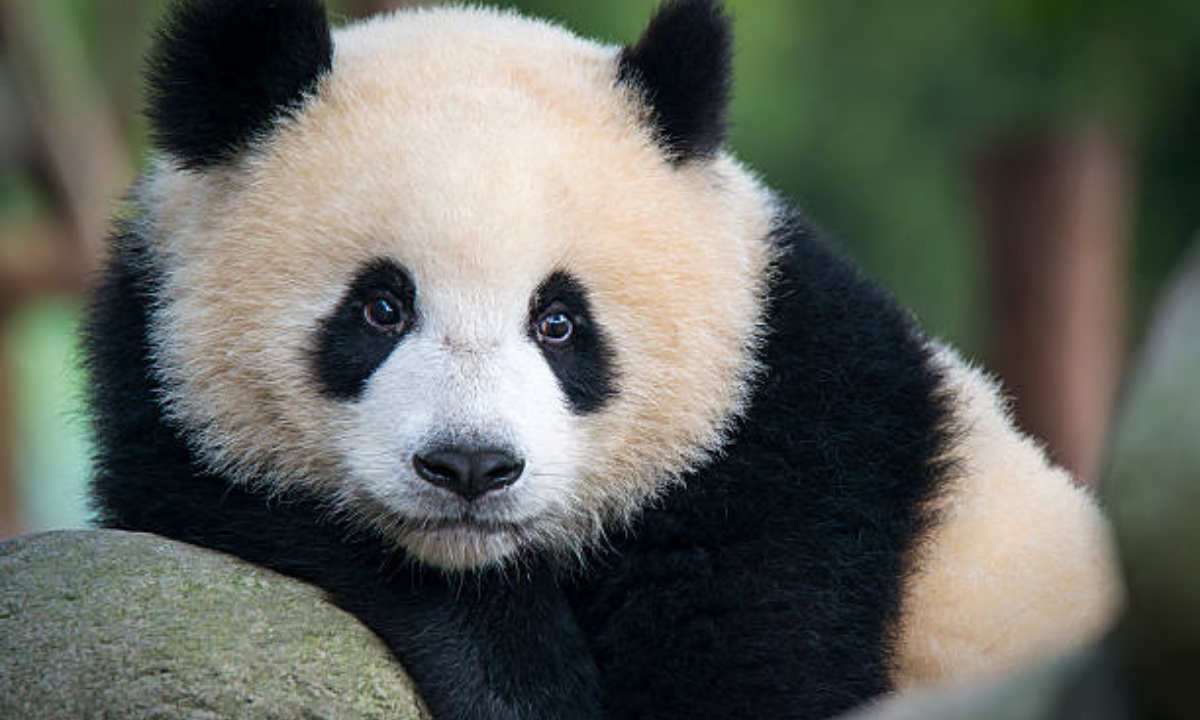 Conoce los 8 tipos de osos que existen en el mundo | Guía completa