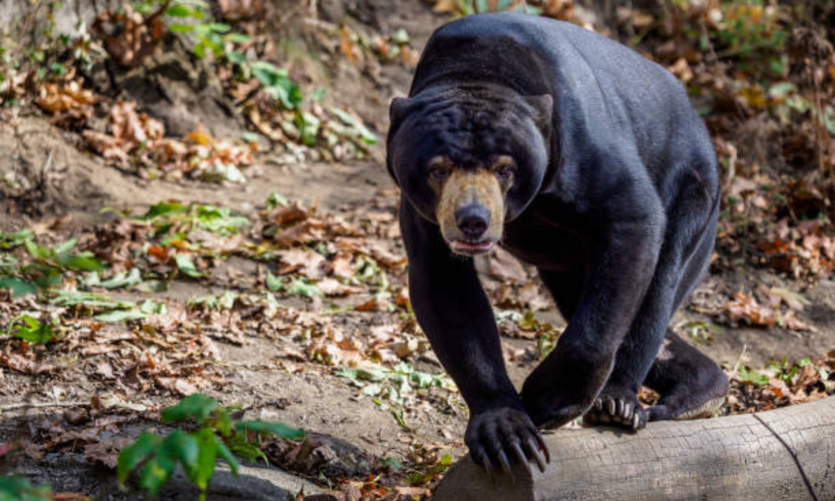 Conoce los 8 tipos de osos que existen en el mundo | Guía completa