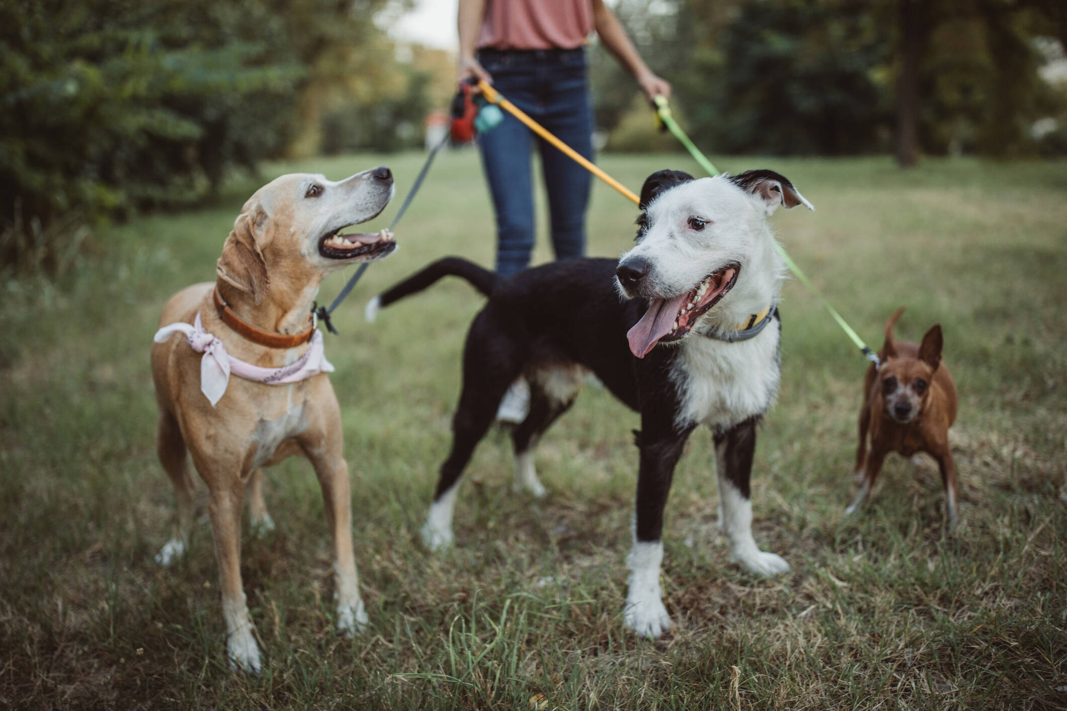 ¿Con qué frecuencia y por cuánto tiempo se debe sacar a pasear a un perro?