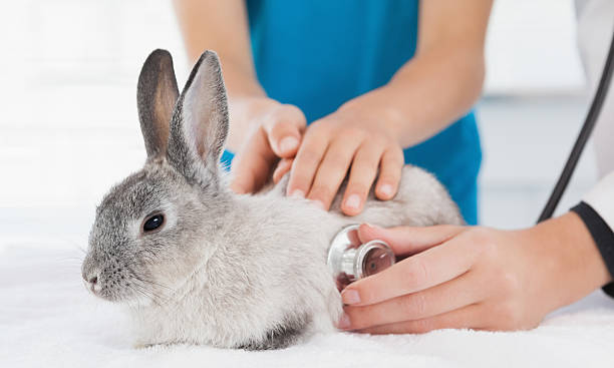 Conejos:¿dónde viven y qué comen los conejos?