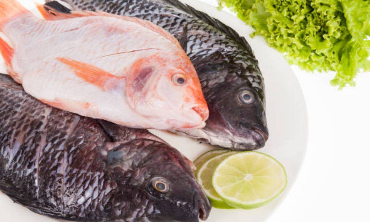 ¿Qué tipo de mojarras hay?