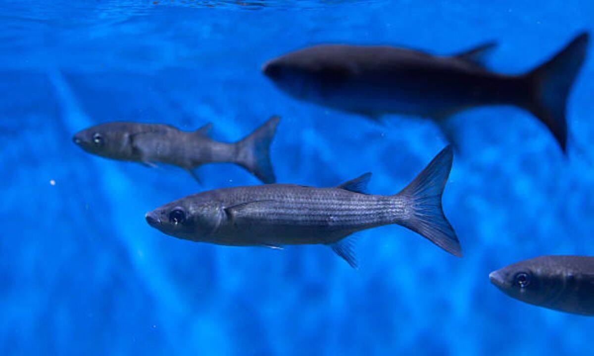 Pescados de mar: ¿cómo se llama el pescado Lisa en Colombia?