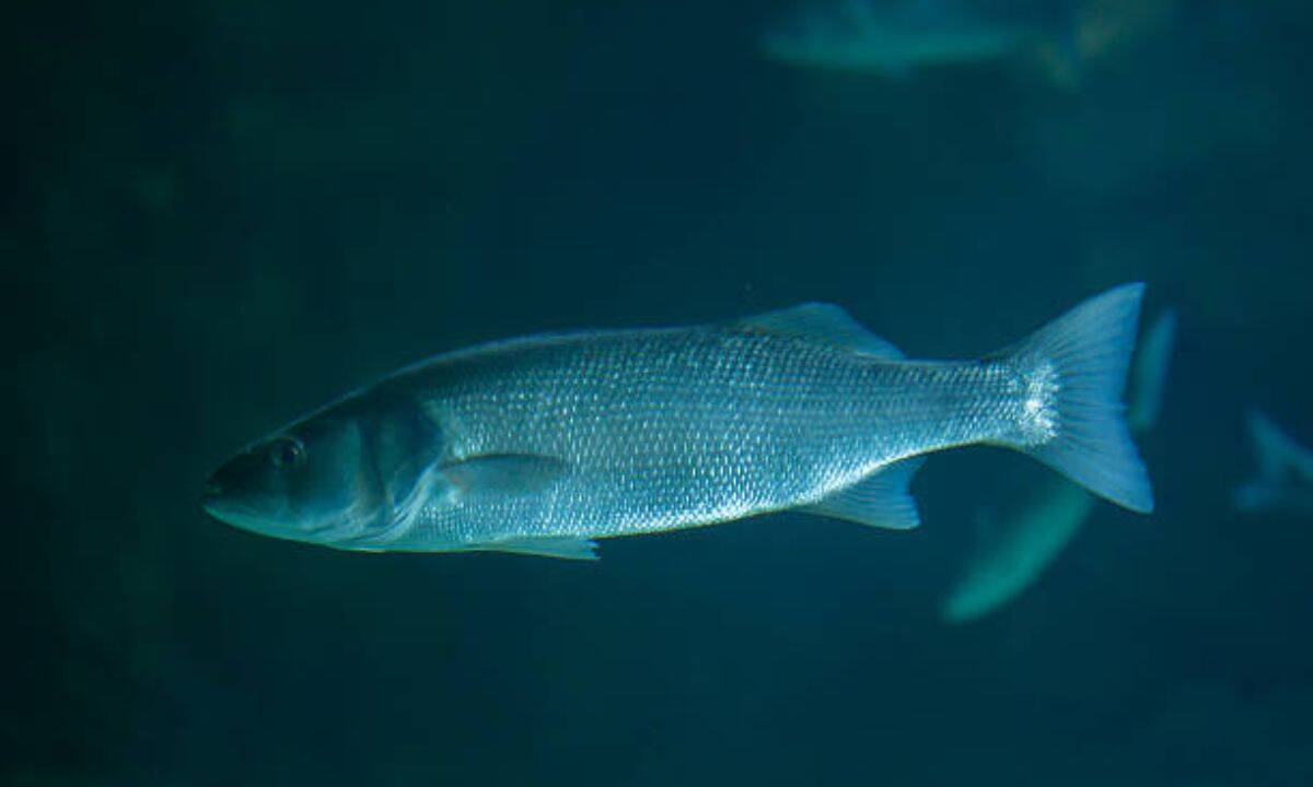Pescados de mar: ¿cómo se llama el pescado Lisa en Colombia?