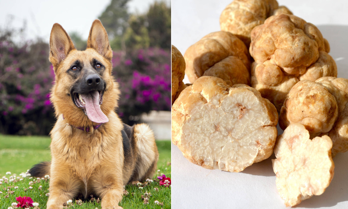 Trufas: ¿qué raza de perros busca trufas?