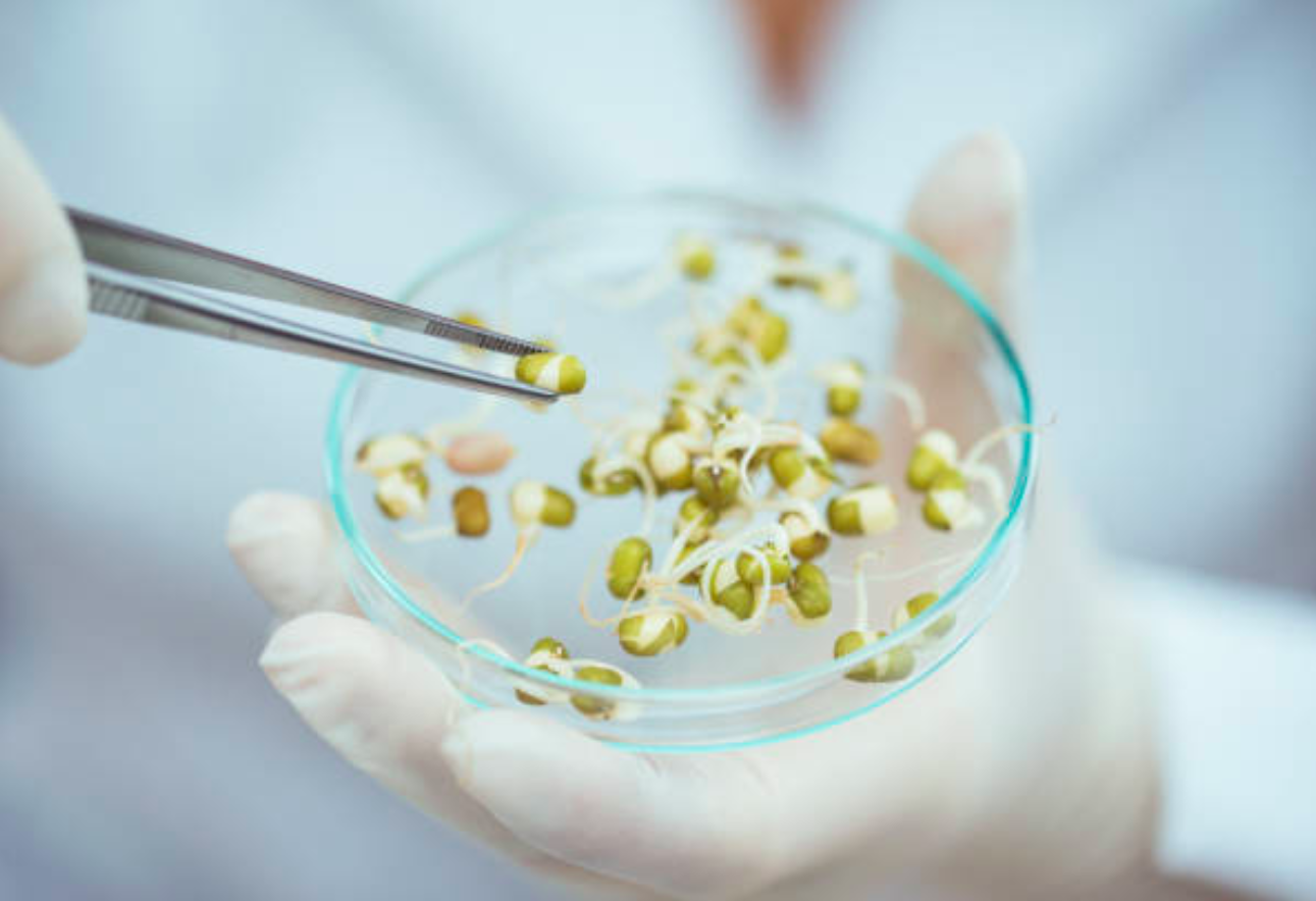 ¿Qué son alimentos transgénicos y ejemplos?