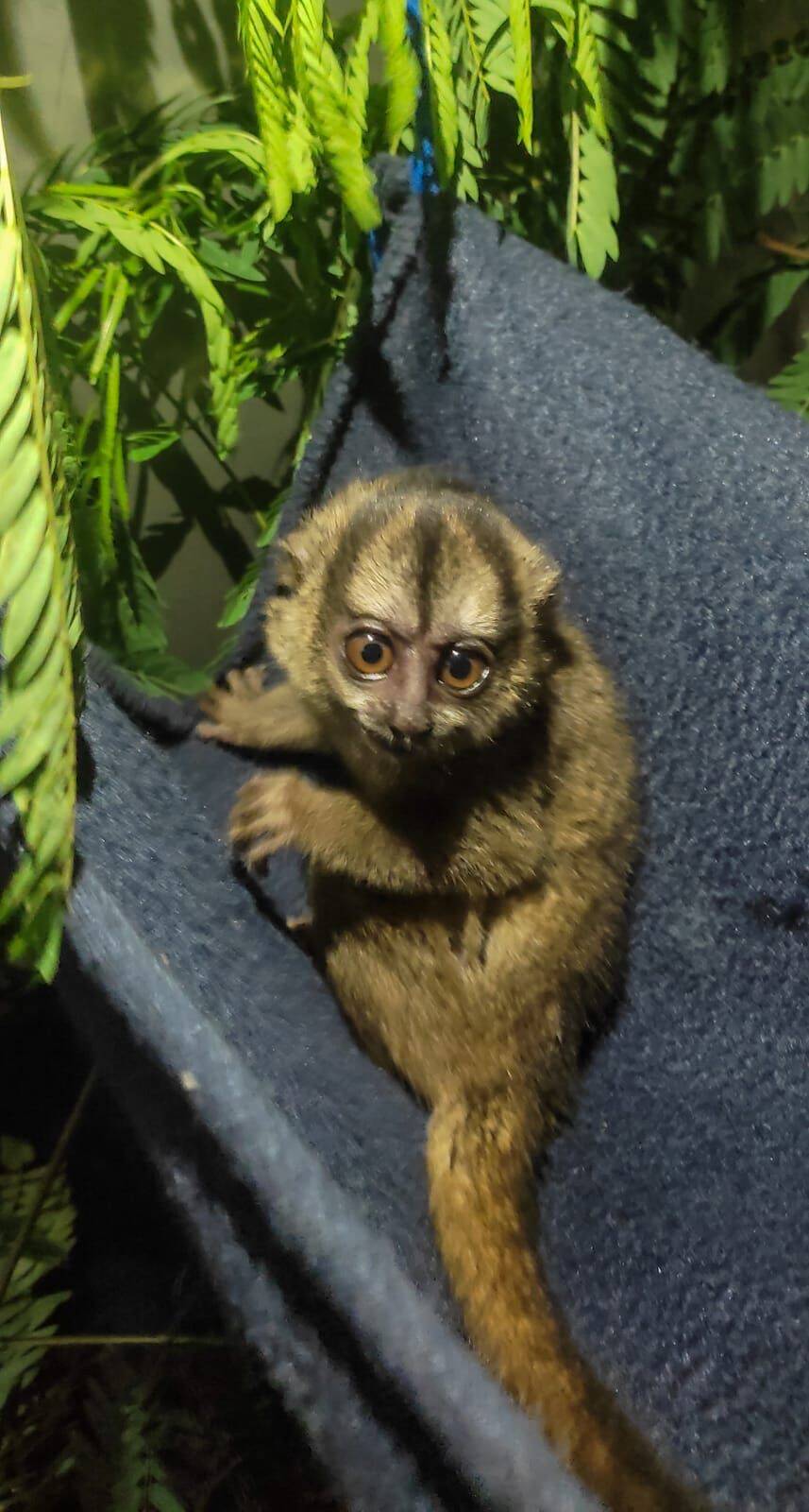 Antioquia: marteja hembra infantil fue abandonada en malas condiciones