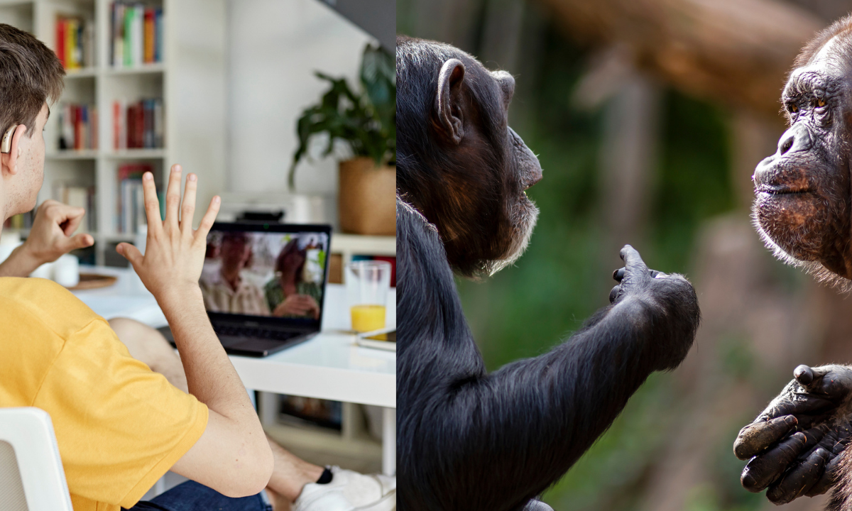 Lengua: ¿Cómo se adquiere el lenguaje?