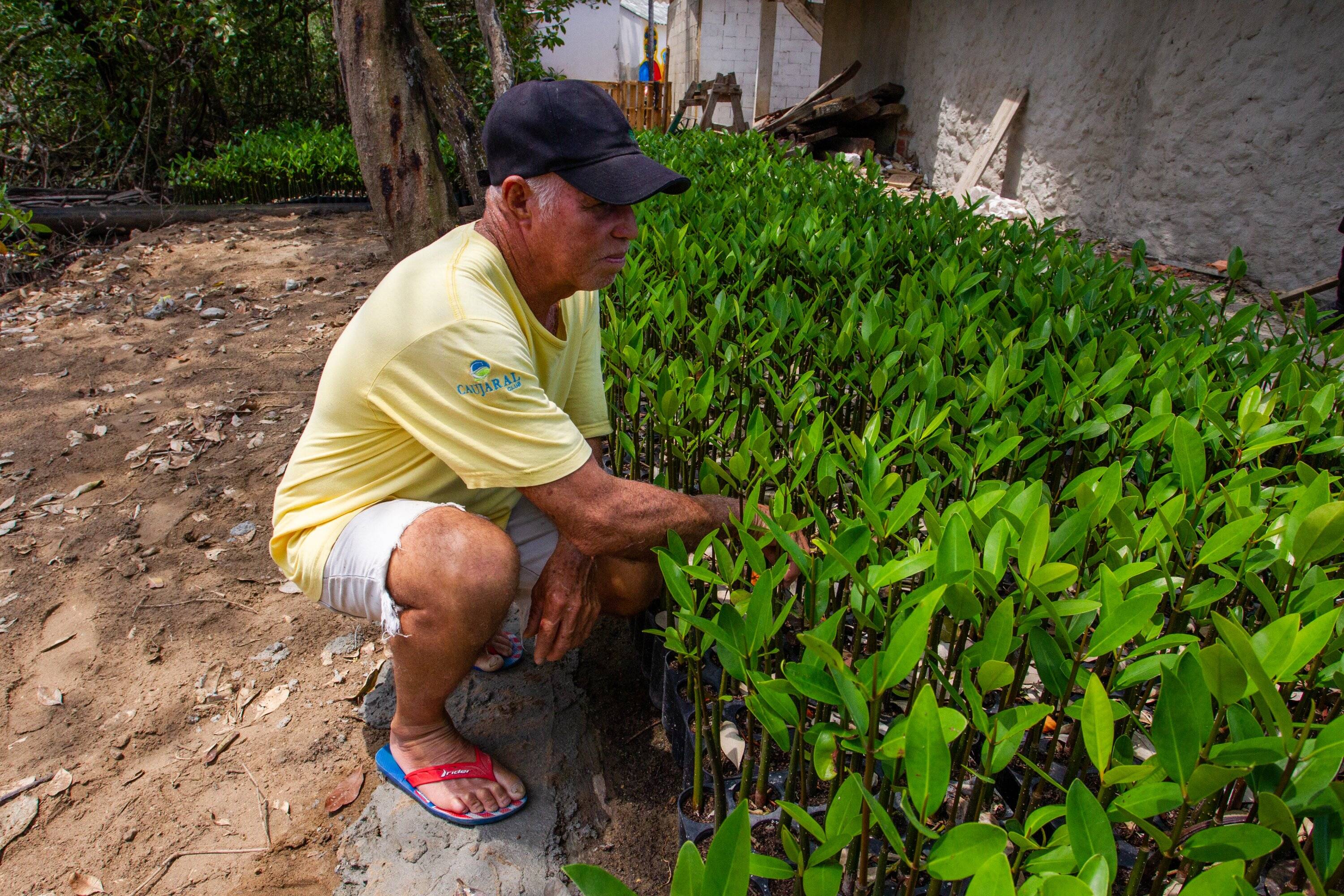 Barranquilla: siembra de manglar en la Ciénaga de Mallorquín