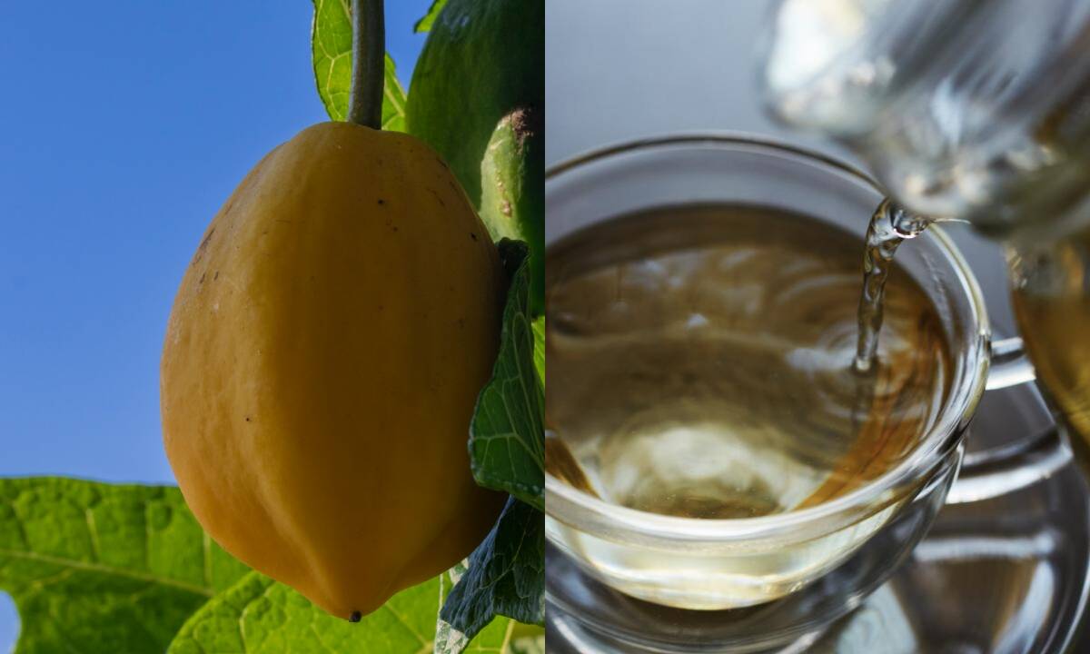 Papayuela: descubra cómo preparar aromática con esta fruta tropical