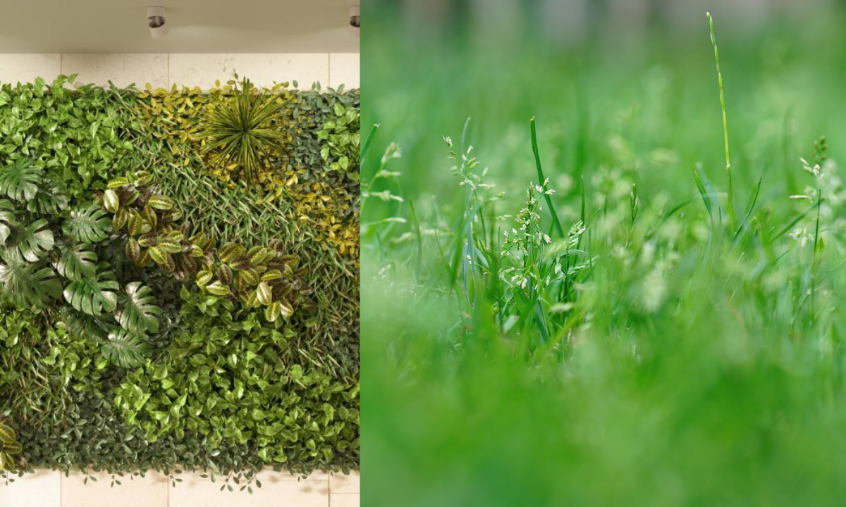 Pasto: ¿Qué tipos de césped existen