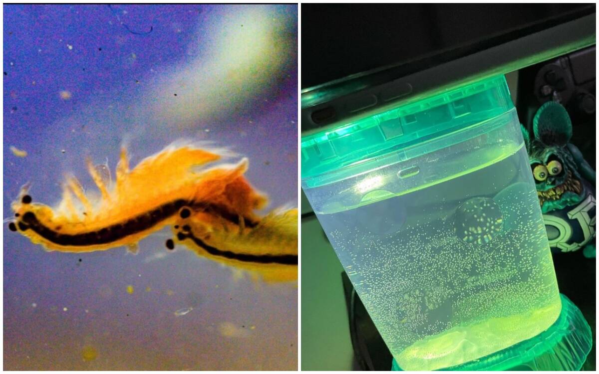 ¿Cuál es la diferencia entre Aqua Dragons y Sea Monkeys?
