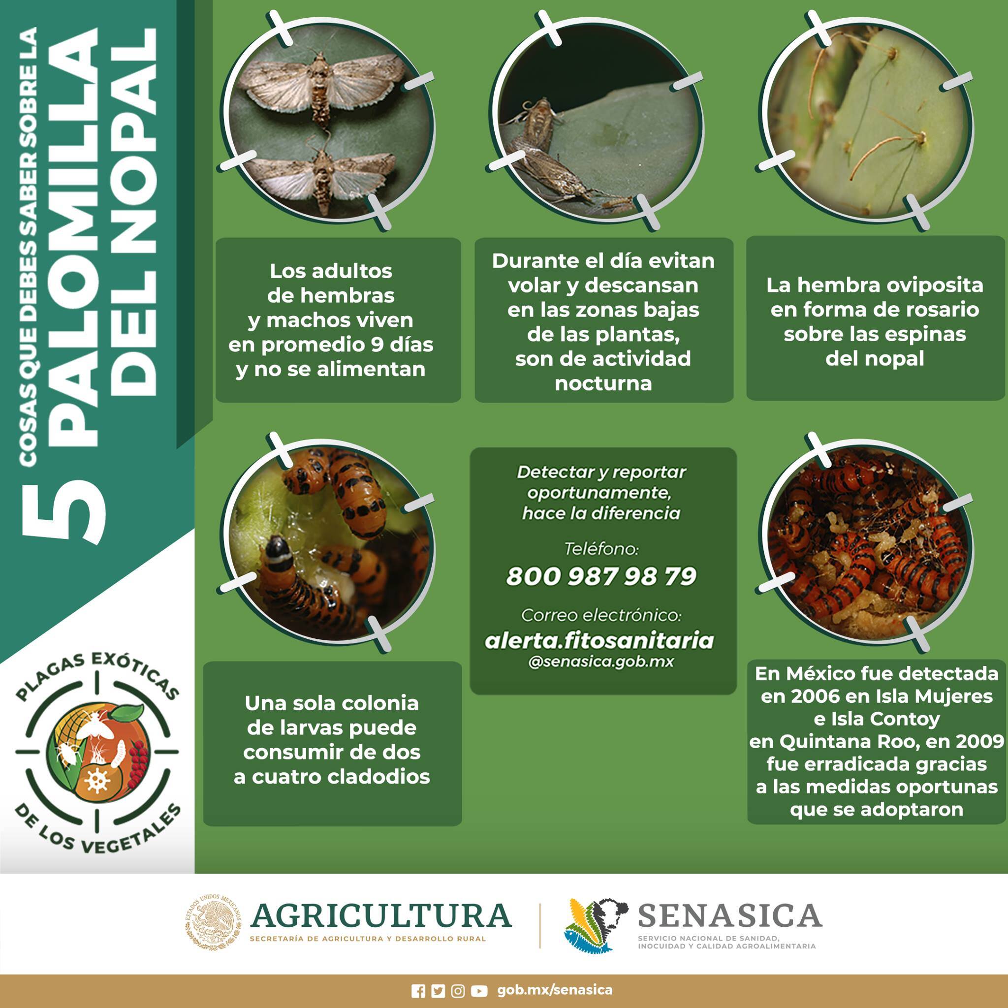 La palomilla que es una amenaza latente para los nopales en México