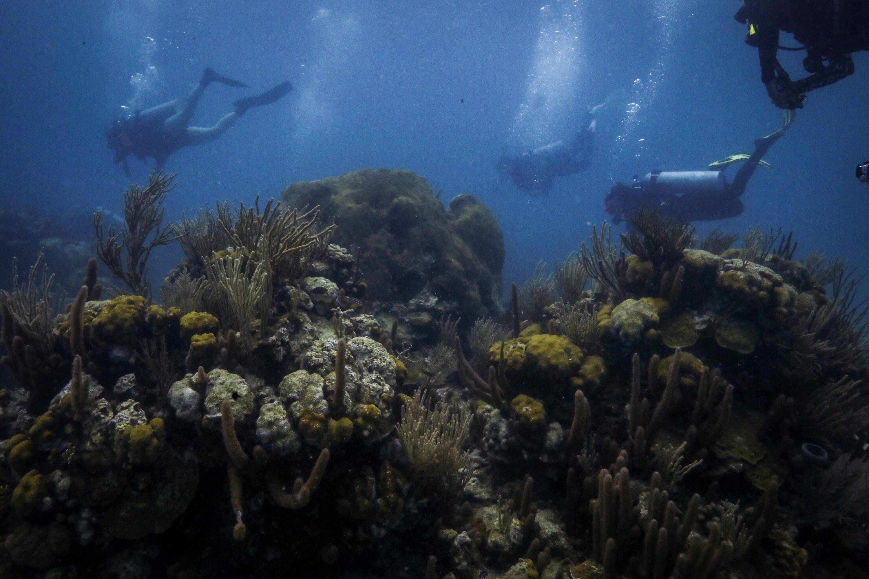Un millón de corales: así logró Colombia marcar un hito global por la ...