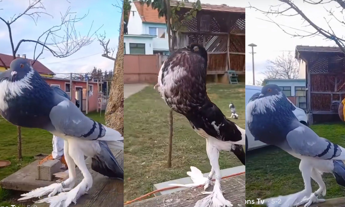Extraña paloma se vuelve viral en Tiktok | video