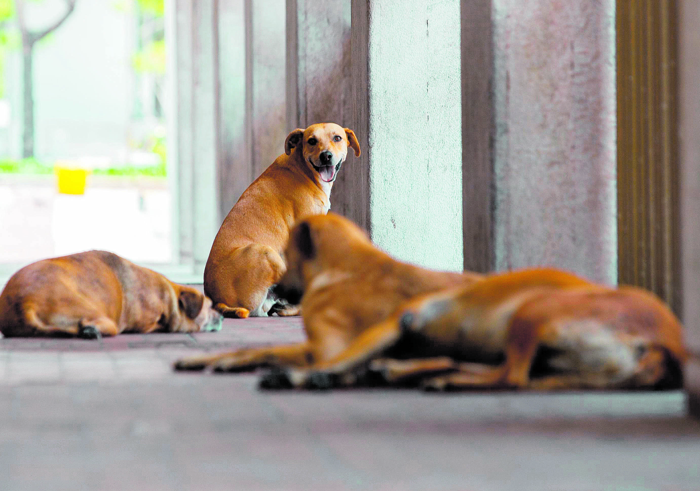 Los perros en libertad distinguen las expresiones faciales de los humanos