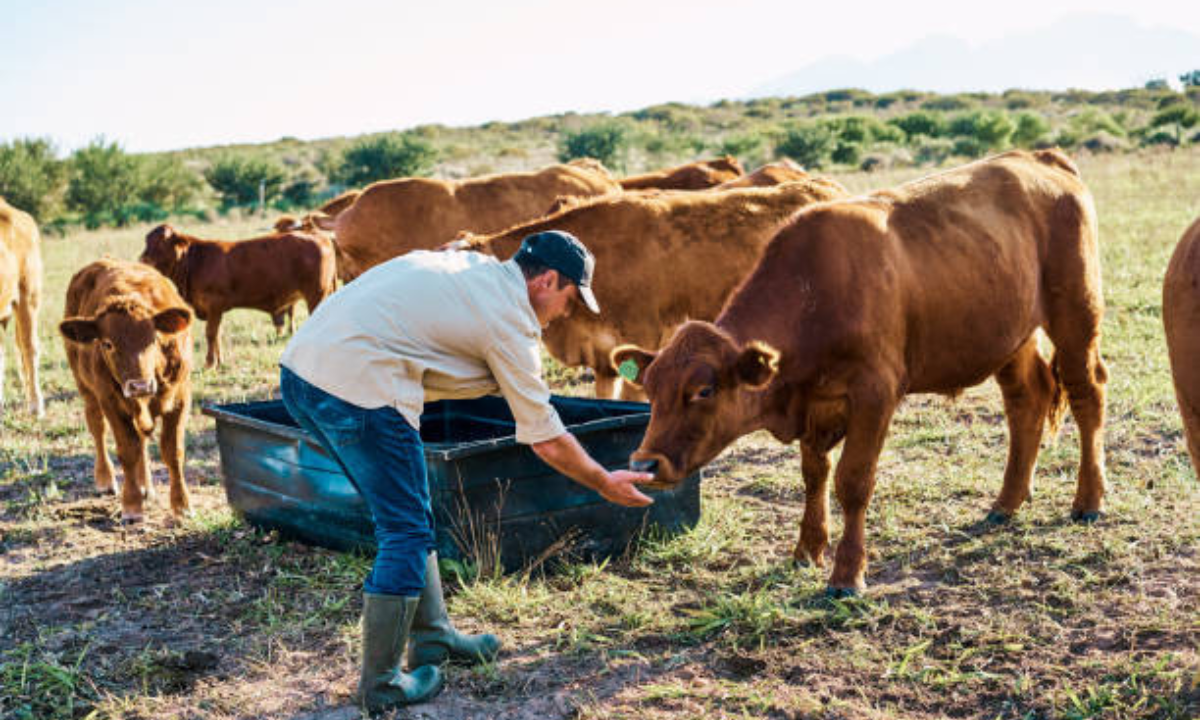 ¿Cómo se calcula la edad de las vacas en Colombia?