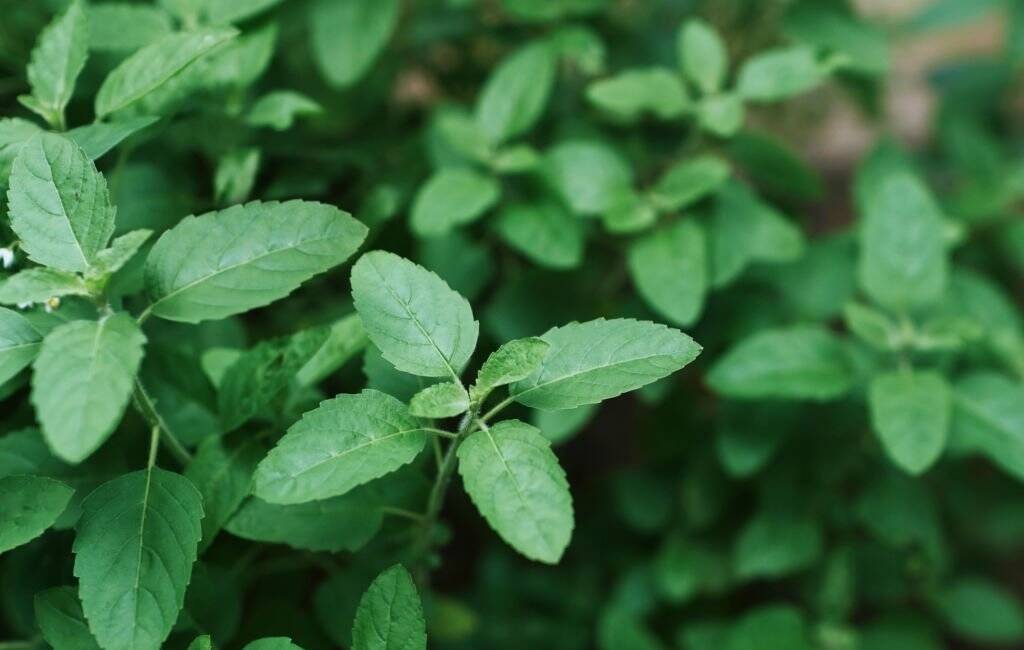 Té de albahaca: propiedades y beneficios que tiene para la salud beber ...