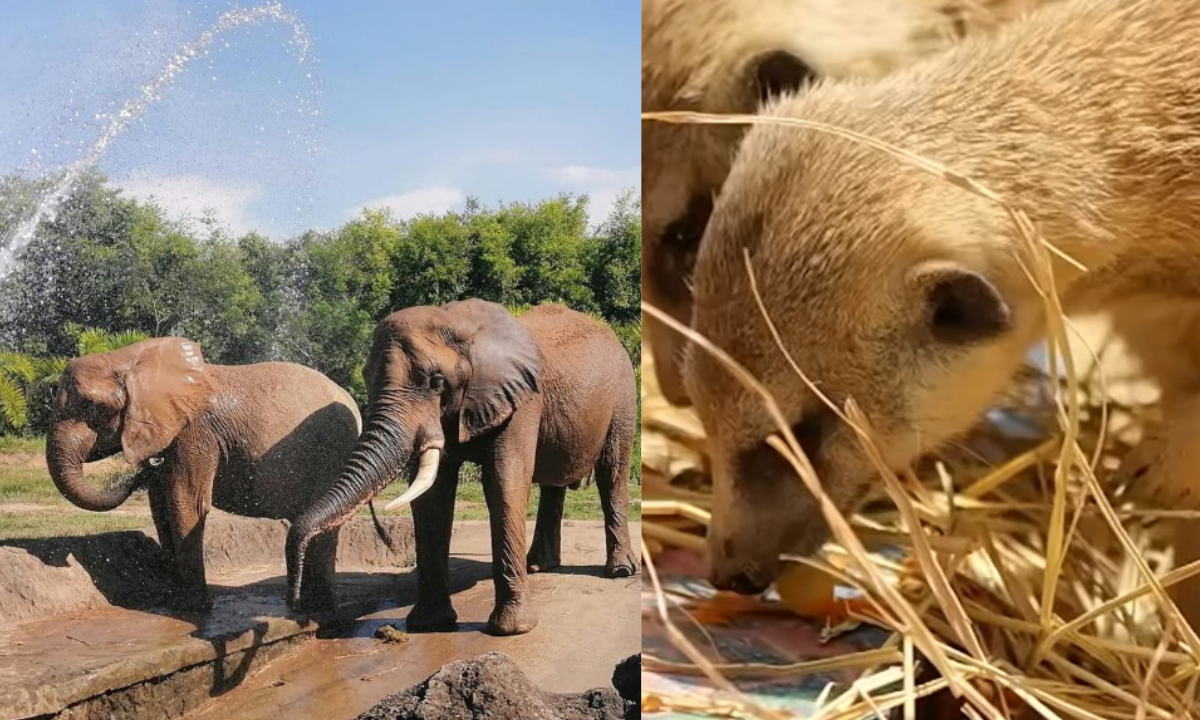 Bioparque Ukumari: ¿qué significa su nombre y cuál es su historia?