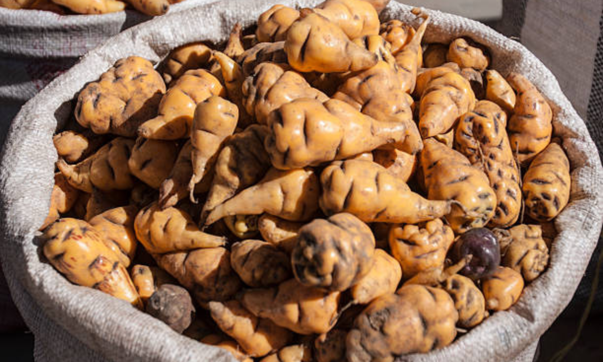 A comer cubios: ¿qué aportes tiene para la salud y por qué son tan ...