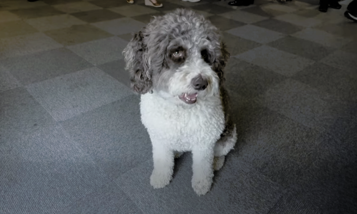 Video: Perros se unen a cantar junto con la Orquesta Nacional de Dinamarca