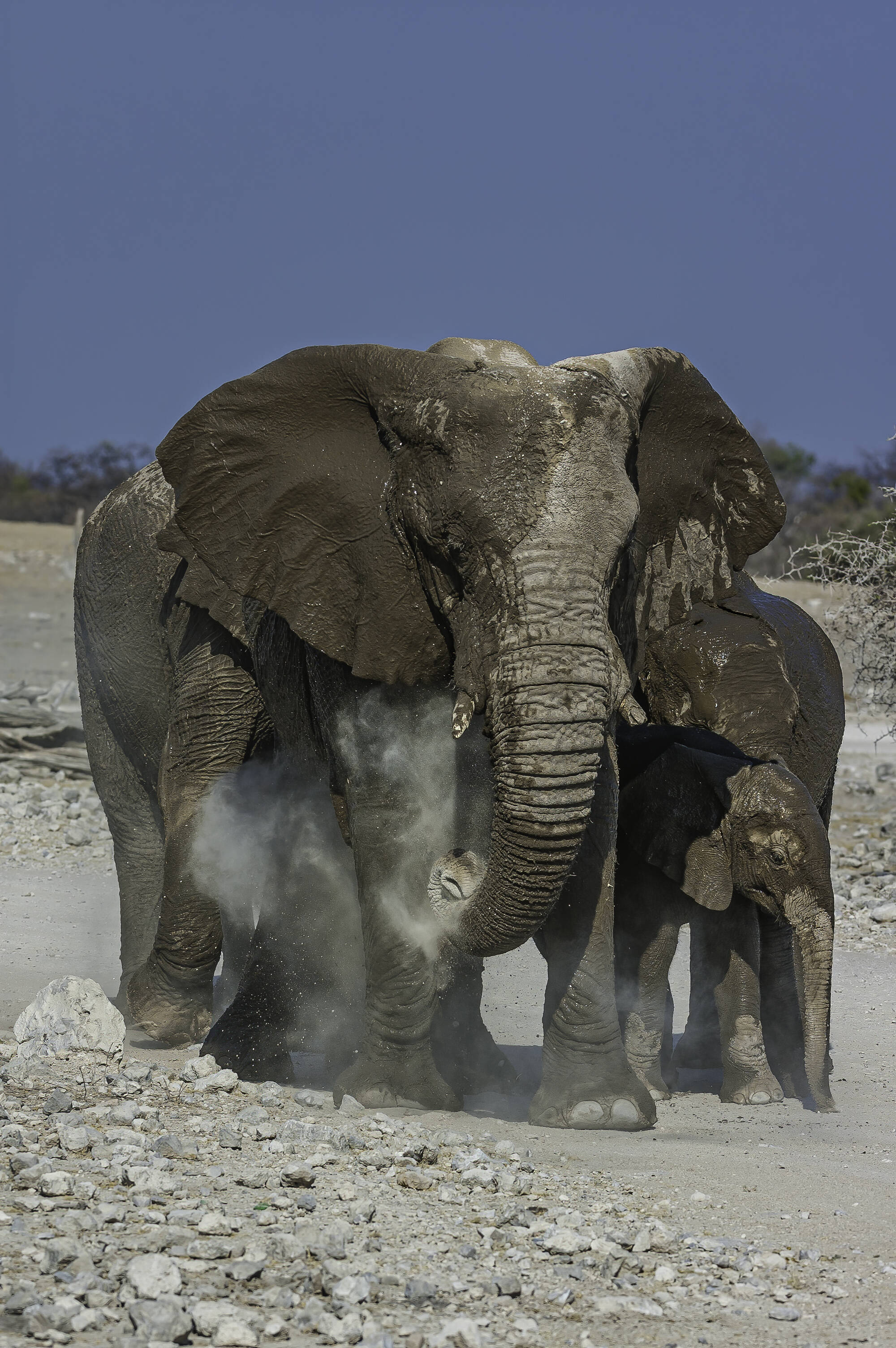 ¿Cómo pueden algunos animales dormir de pie? Le explicamos