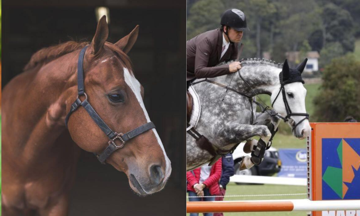 Caballos: ¿cuáles son los diferentes tipos de deportes ecuestres?