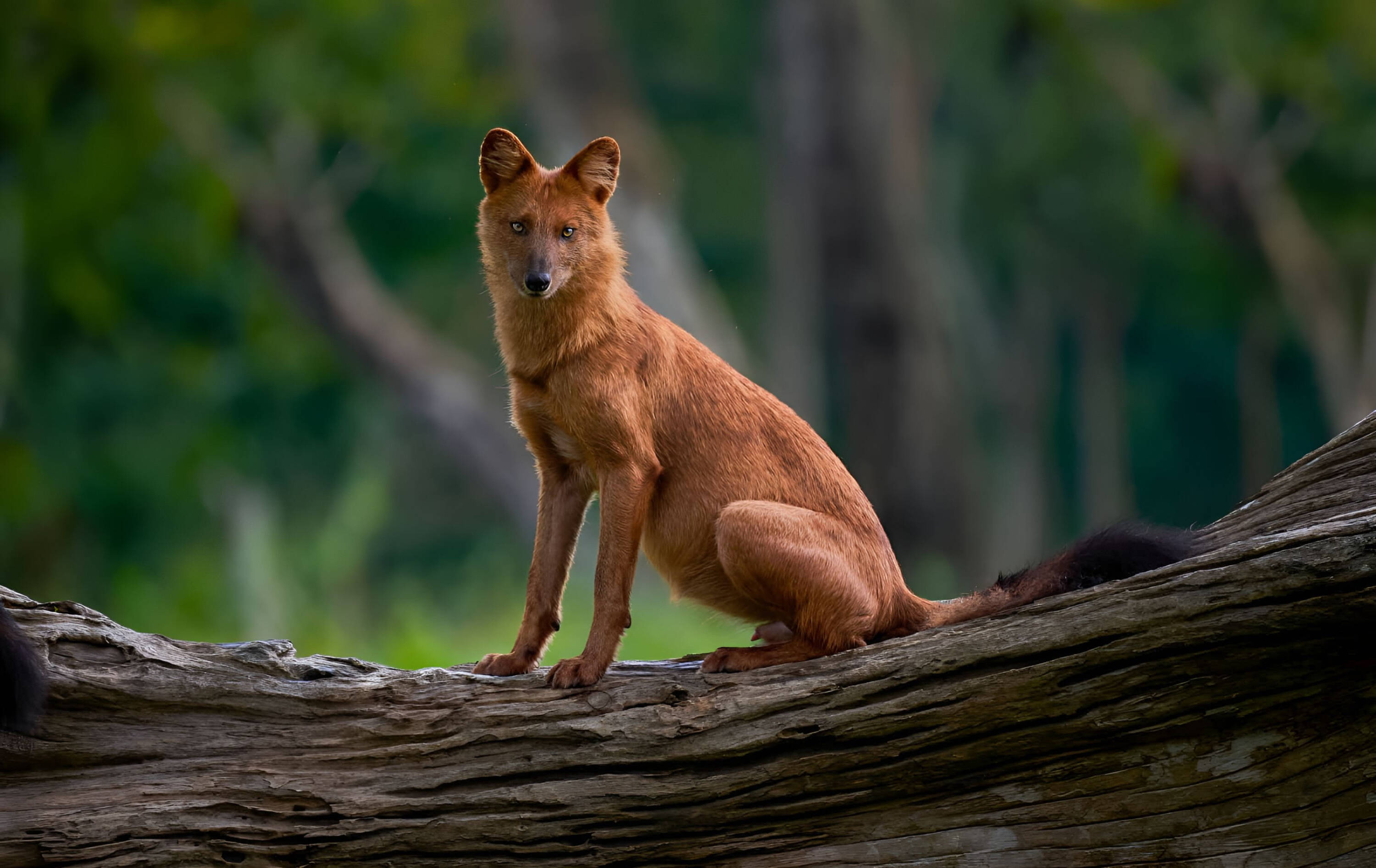 Animales más extraños del mundo: perro zorro, el burro cebra y otros