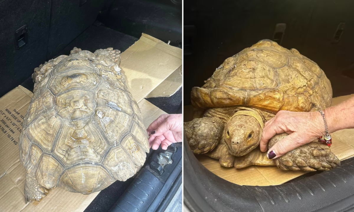Su tortuga se escapó en 2020 del patio, pero tres años después ...