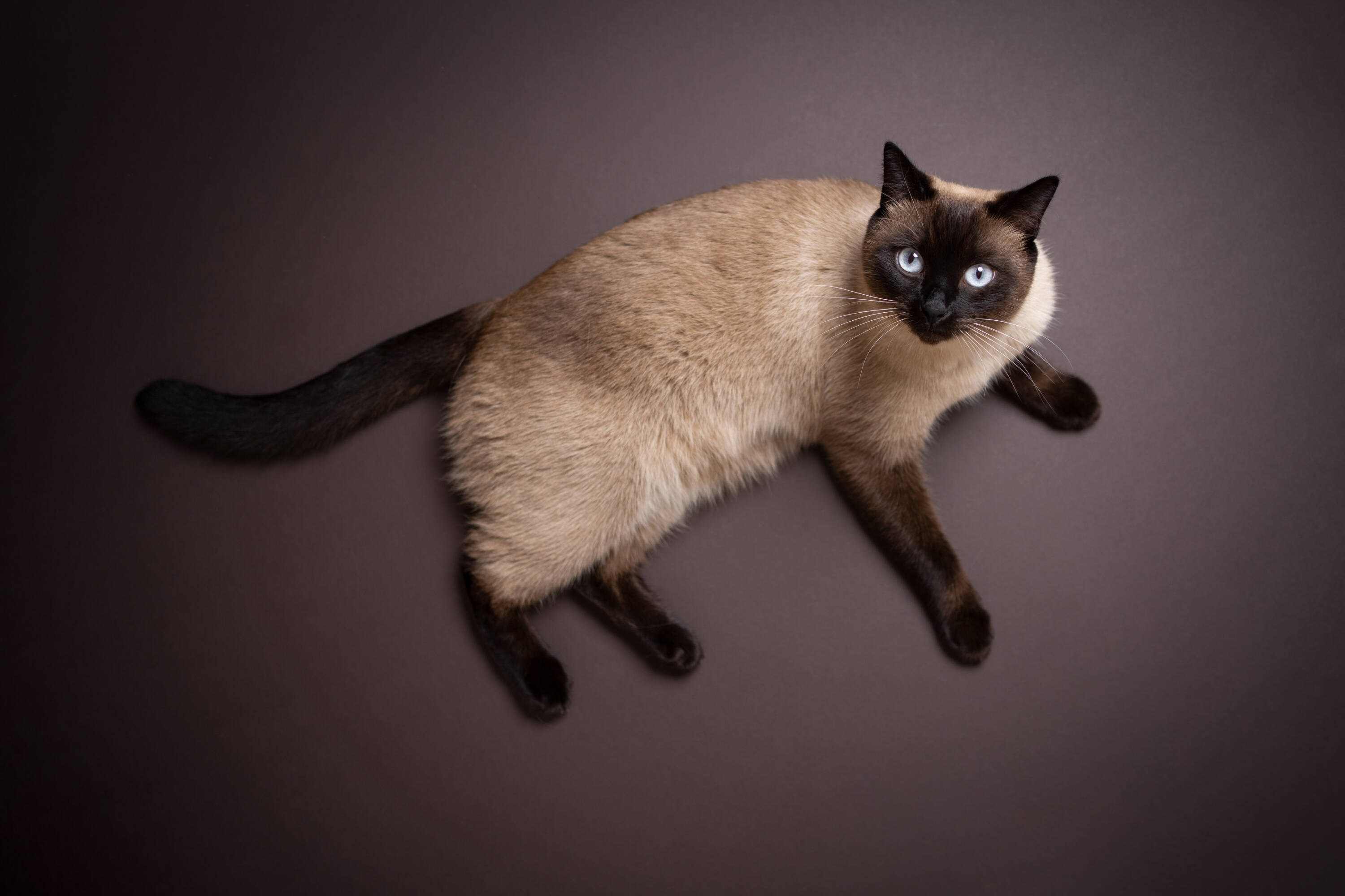 Esta es la razón por la que los gatos siameses cambian de color