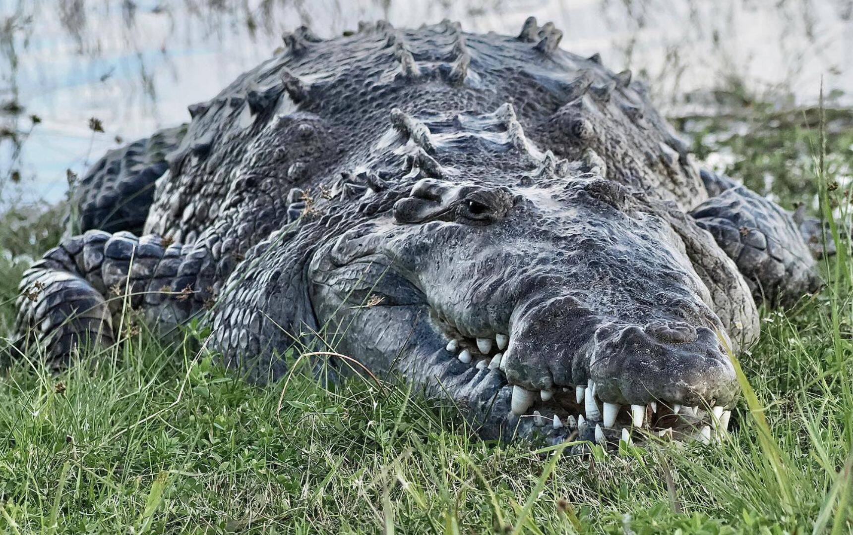 Croczilla, el cocodrilo de 4 metros que se volvió una celebridad en Florida