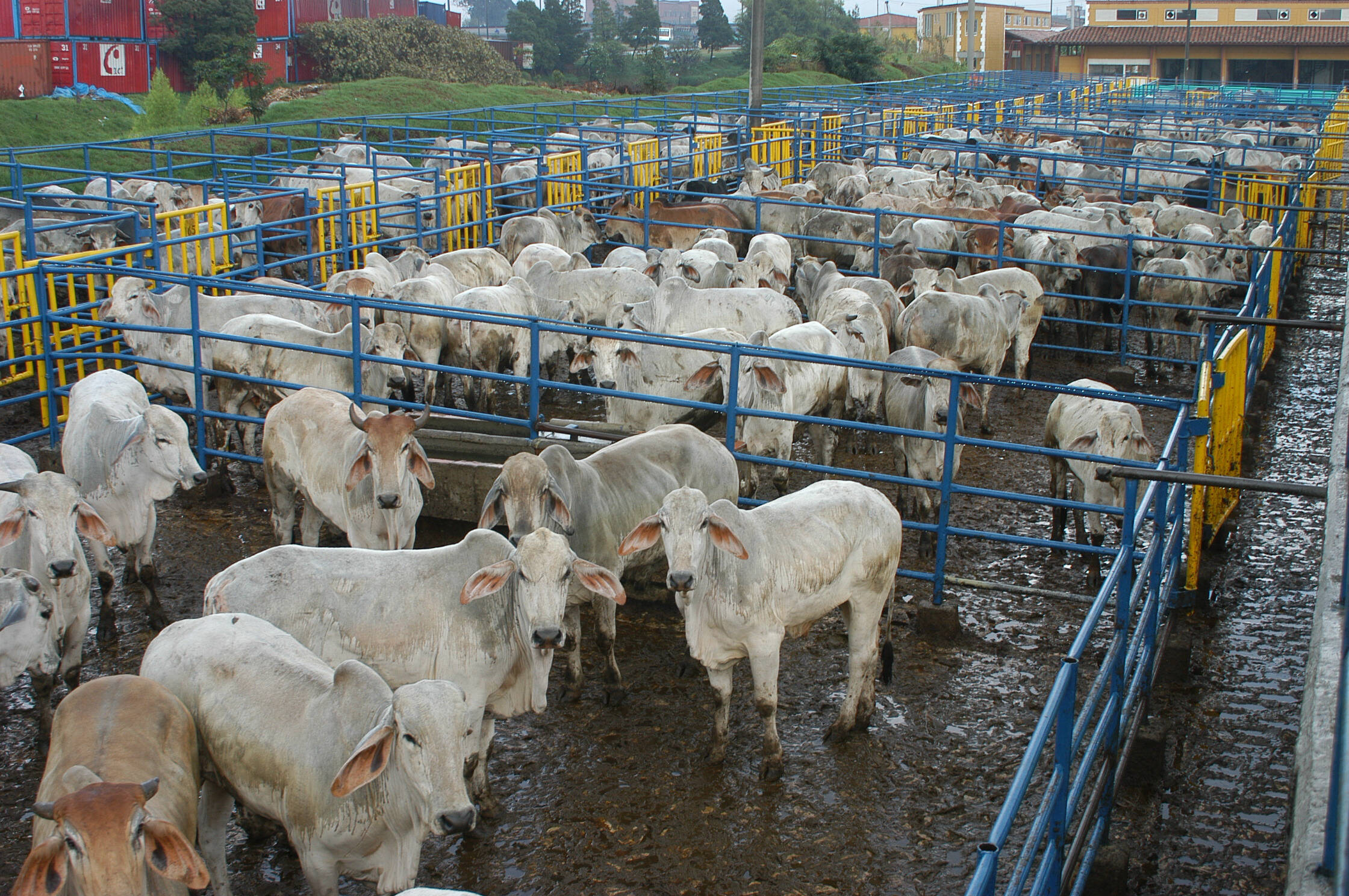 Mataderos municipales: Gobierno emite norma para reabrirlos, esto dice ...