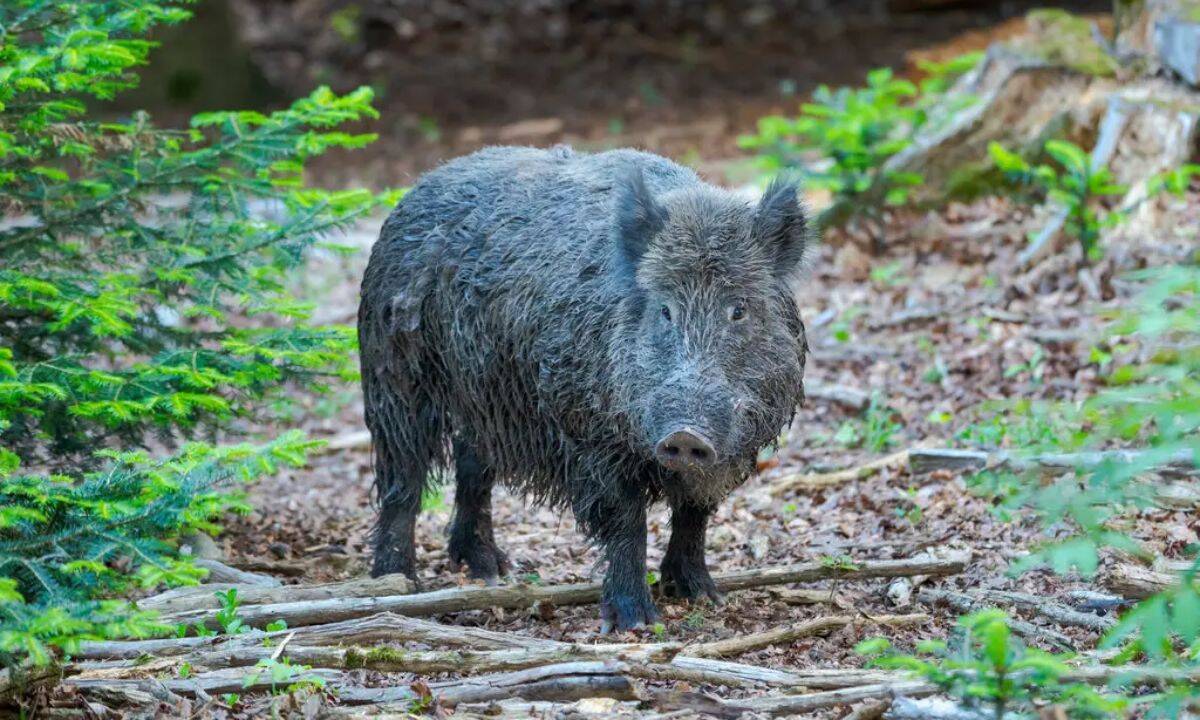 Jabalíes radiactivos de Baviera: la razón de sus altos niveles de radiación