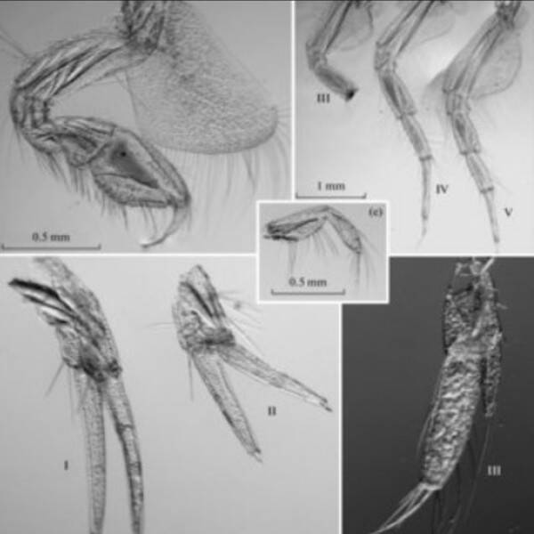 Animal microscópico volvió a la vida tras pasar 24.000 años bajo el ...