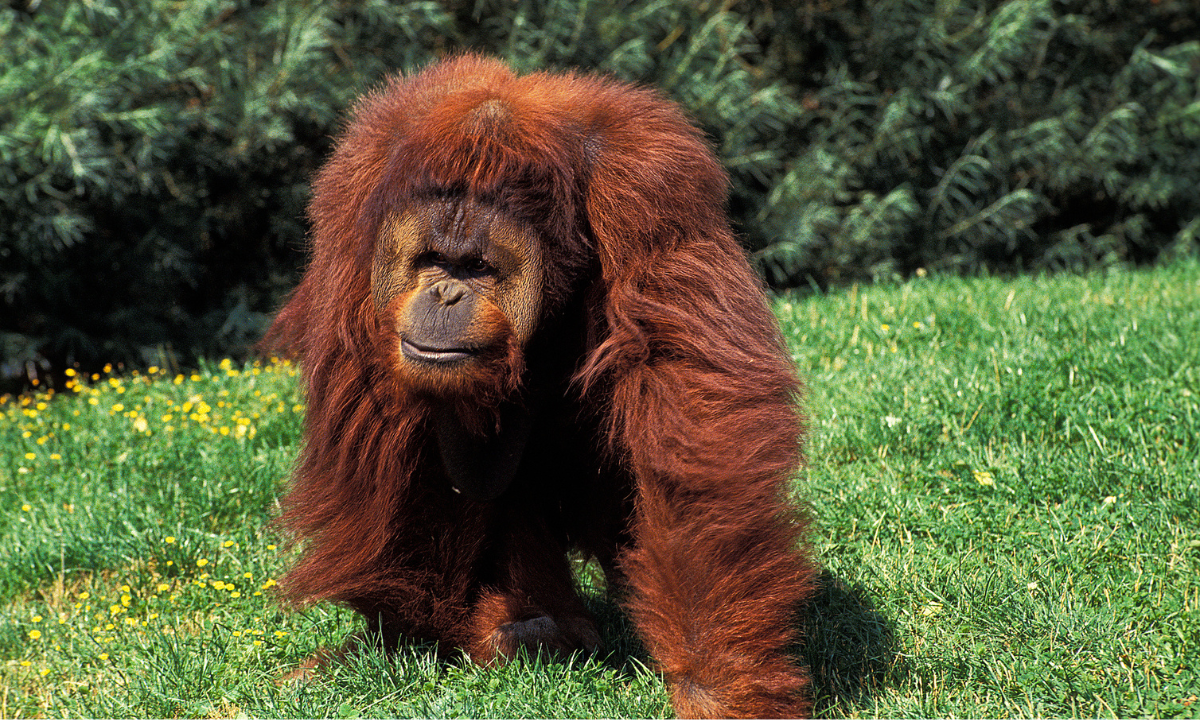 ¿Por qué se extinguió el Gigantopithecus, el simio más grande de la ...