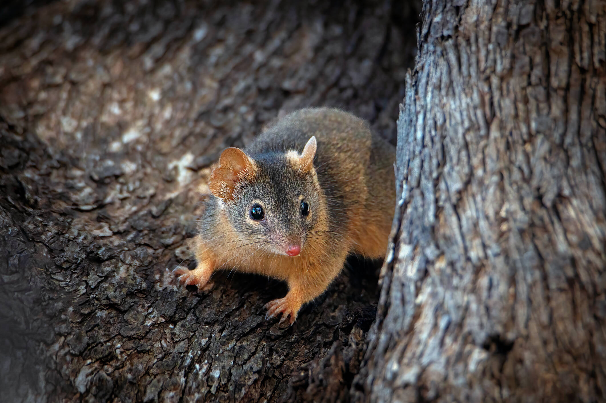 El extraño animal que tiene sexo hasta morir y puede resistir 10 horas