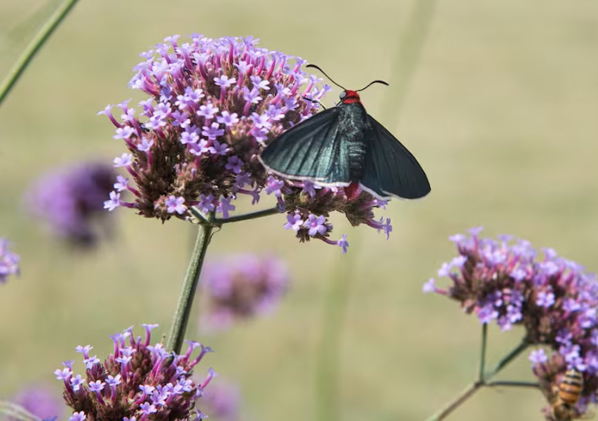 Las 10 plantas que llenarán de mariposas su jardín