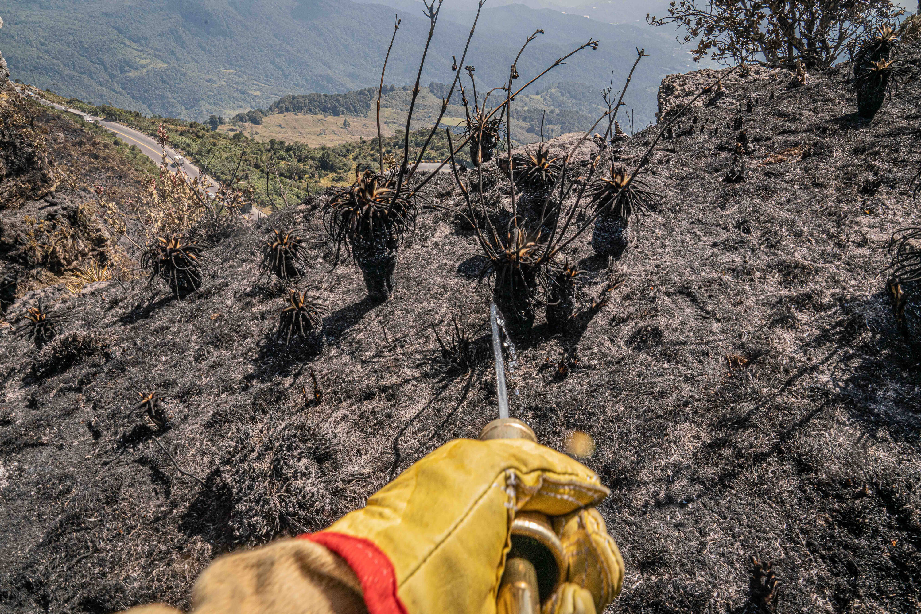 Incendios forestales en Colombia: ¿por qué se están dando y cómo se ...