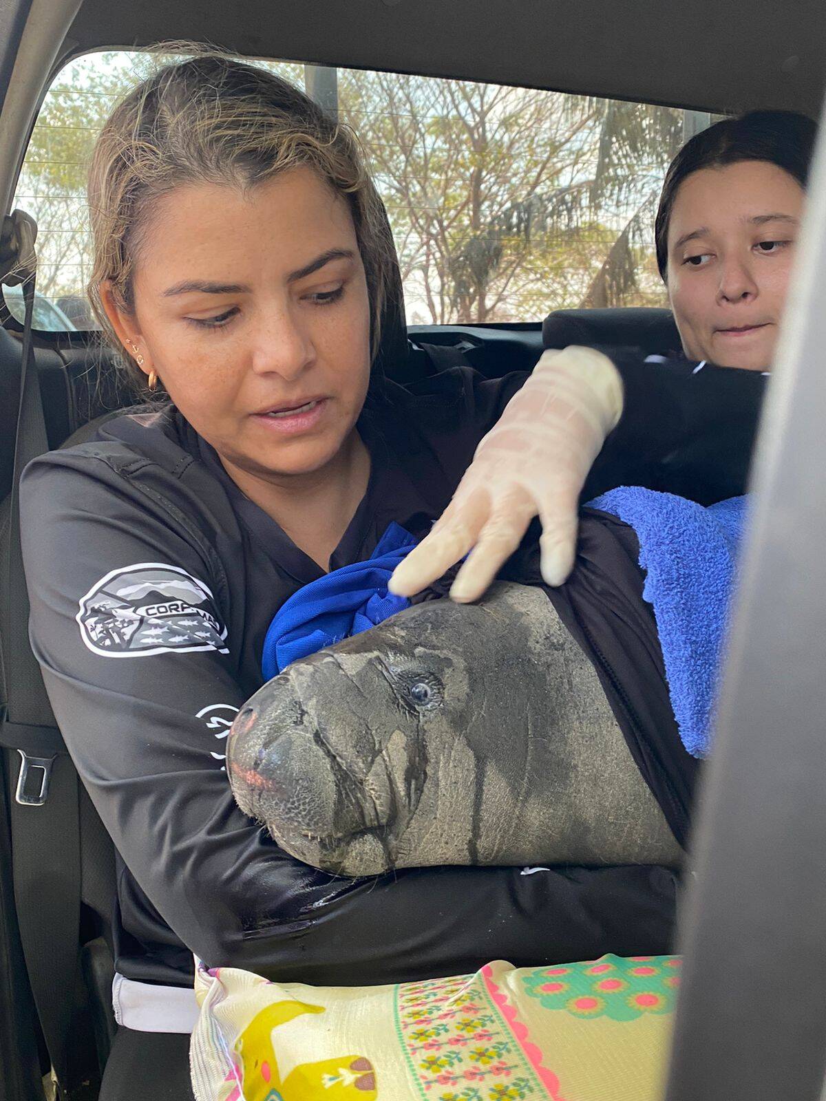 Rescatan bebé manatí varado por sequía en el río Magdalena