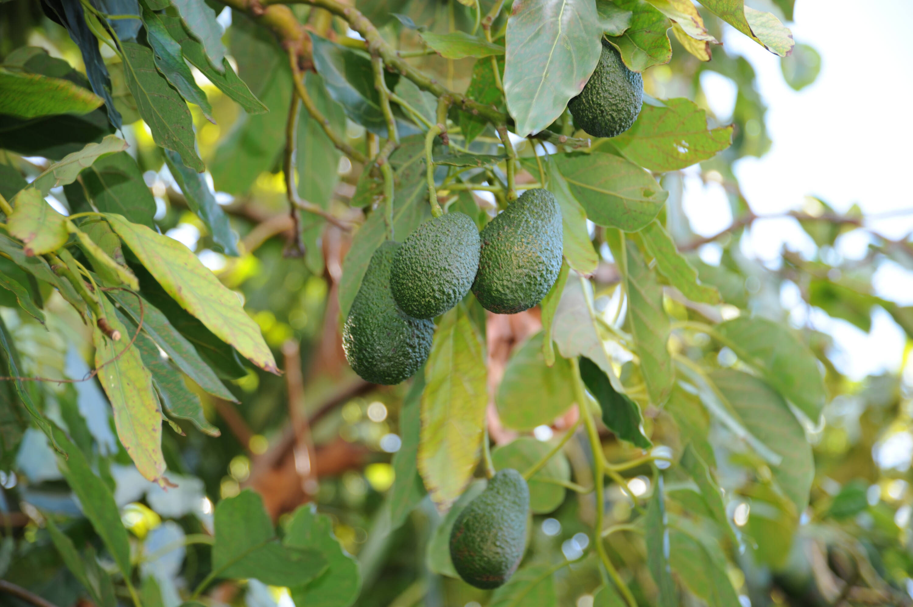 Aguacate: beneficios de esta fruta para la gastronomía, la economía y ...